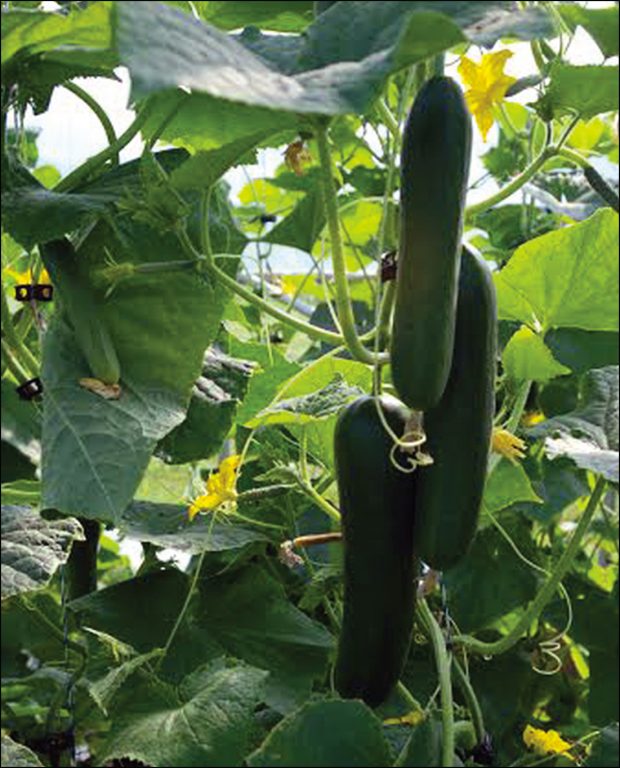 Empty Greenhouse Space? How about Producing Trellised Cucumbers ...