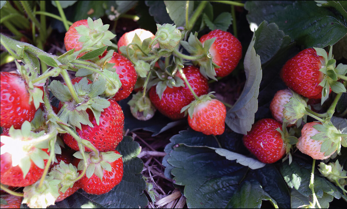 Strawberry Project: Early Results – Integrated Soil & Plant Technology